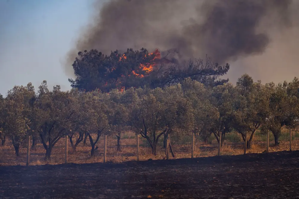 İzmir’de 26 Bin Hektar Alan Küle Döndü | Ufuk Gazetesi